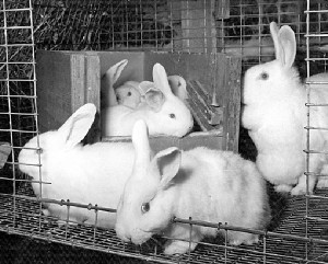 Raising Rabbits for Meat - Countryside